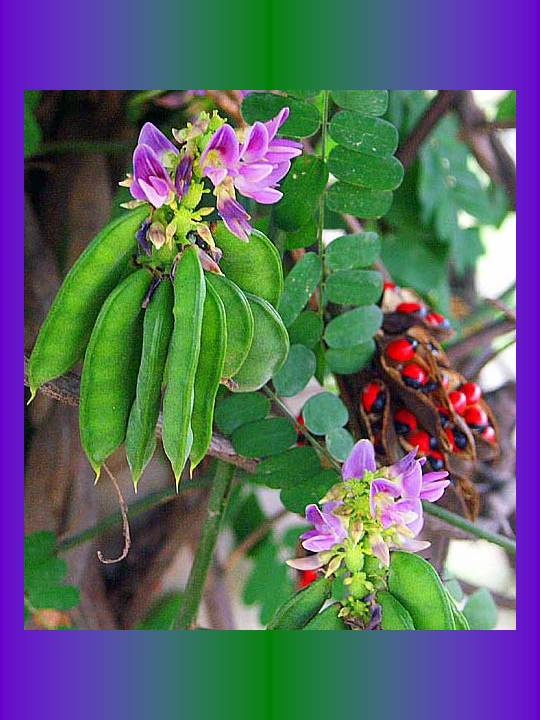 SANTERIA: HUAYRUROS , ABRO, SEMILLAS DE PEONÍA: