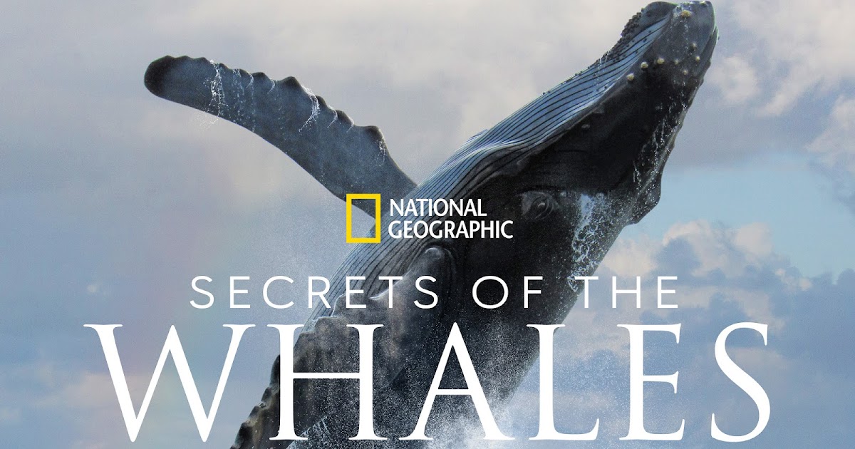 Serie Secrets of the Whales de James Cameron - TVCinews