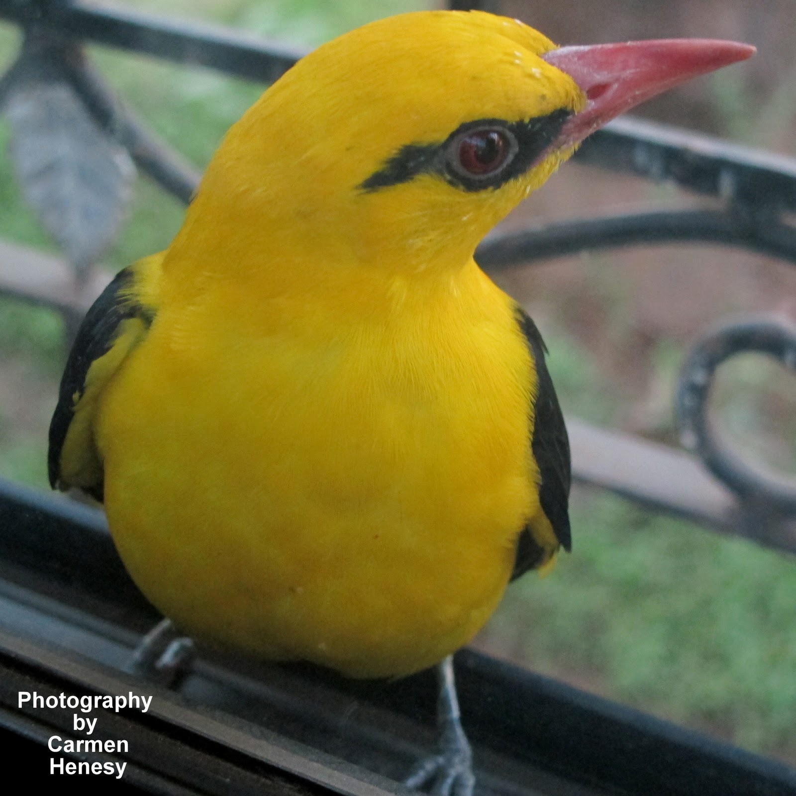 Carmen's Chronicles: Mellow Yellow Monday #151 - Indian Golden Oriole ...
