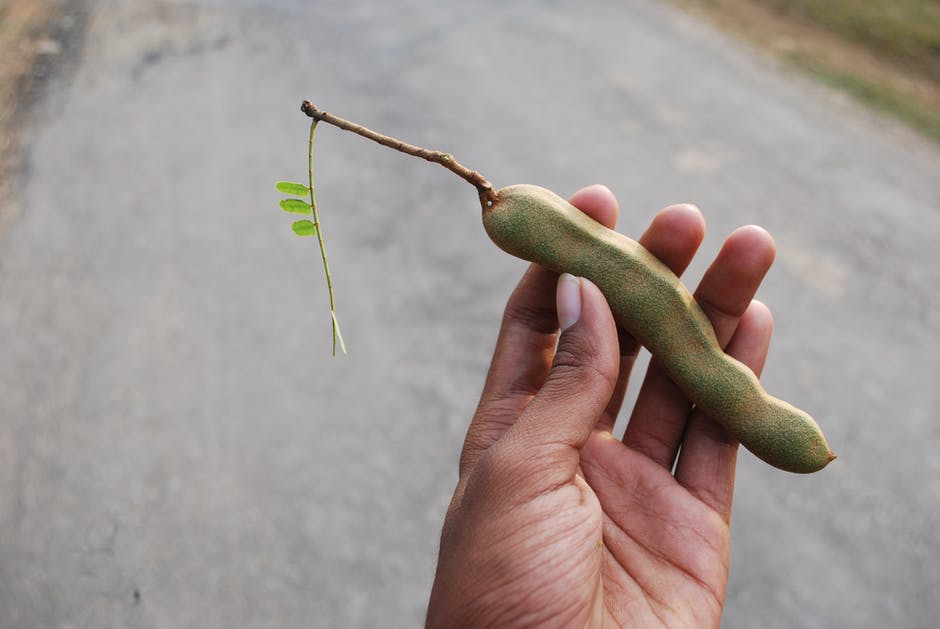 Tamarind (Imli/Chincha) - Health benefits, application, chemical ...