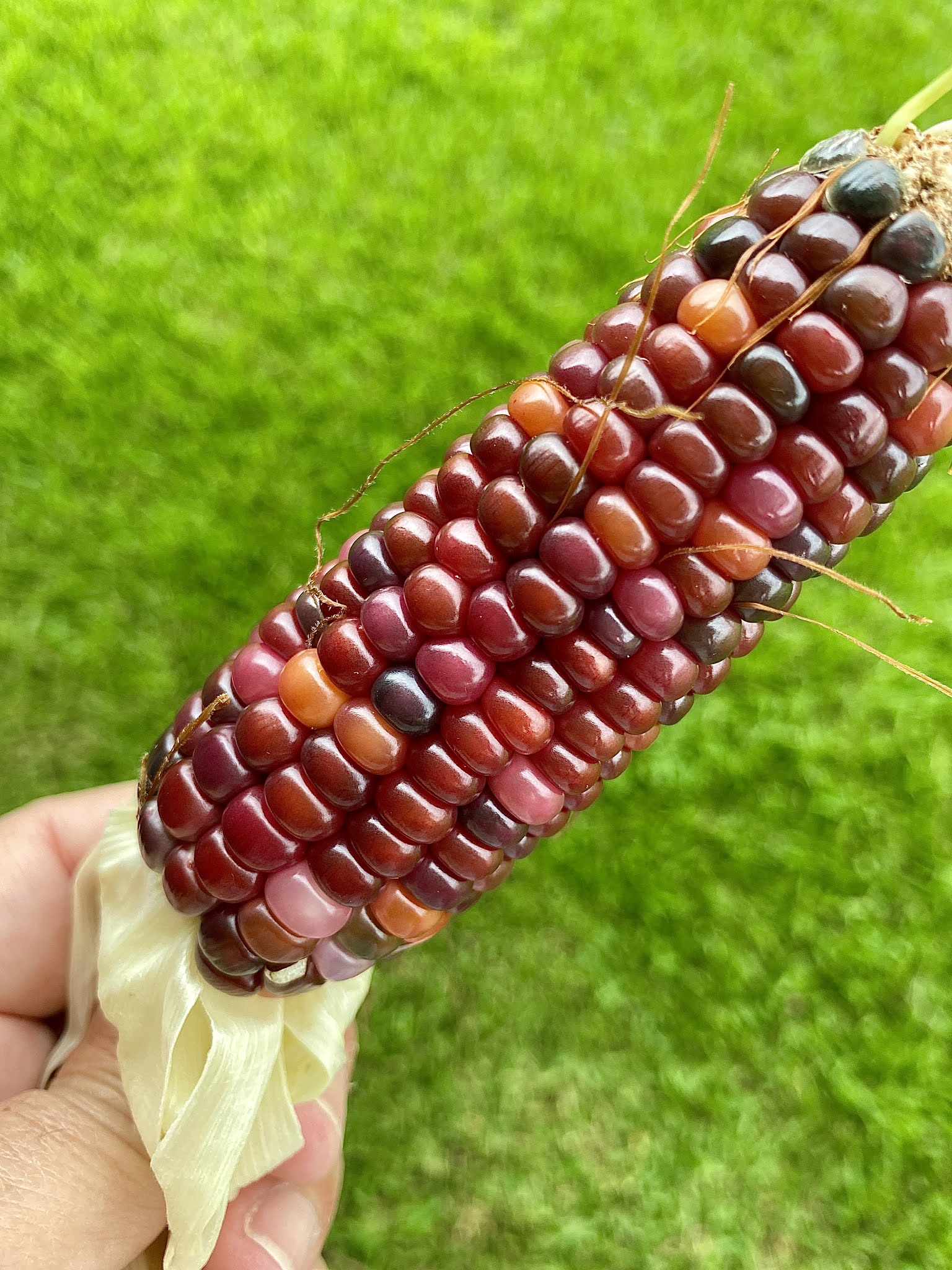 My Garden: Glass Gem Corn - Samelia's Mum