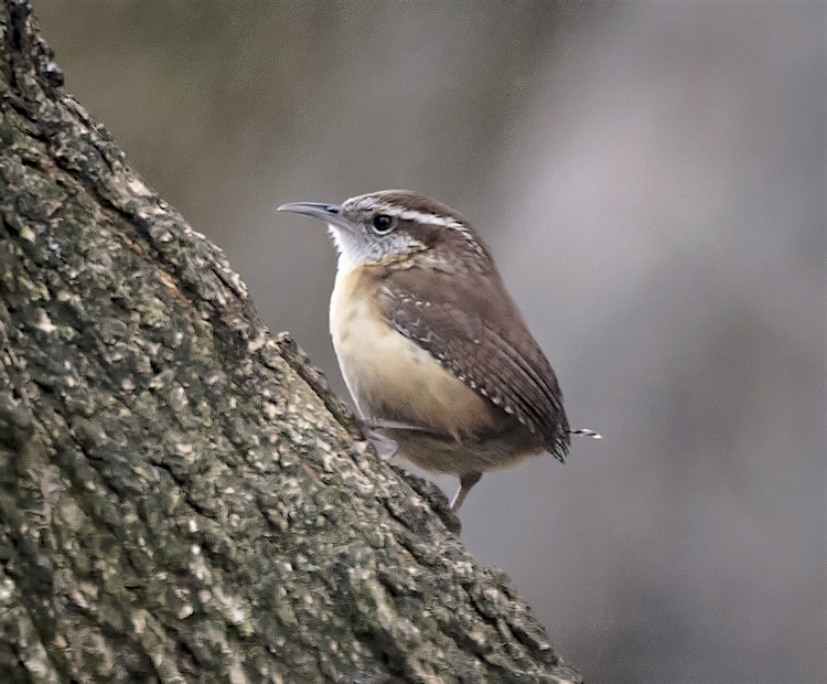 Riverdaze…: BOBTAIL WREN