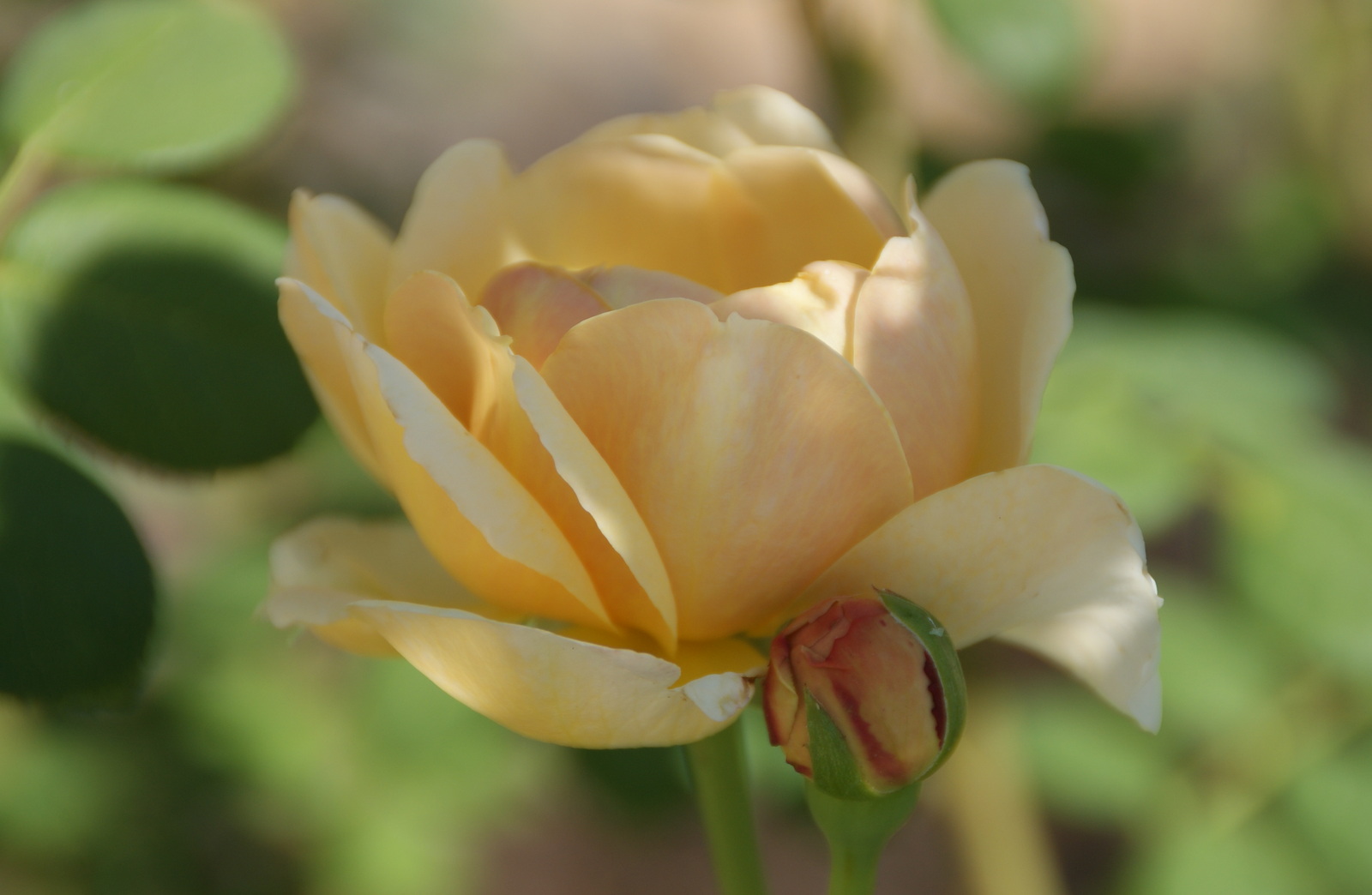 Organic Garden Dreams: July Roses