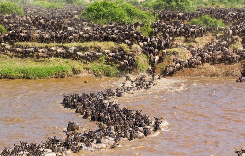 El Reino Animal: LA GRAN MIGRACIÓN. El mayor espectáculo del mundo