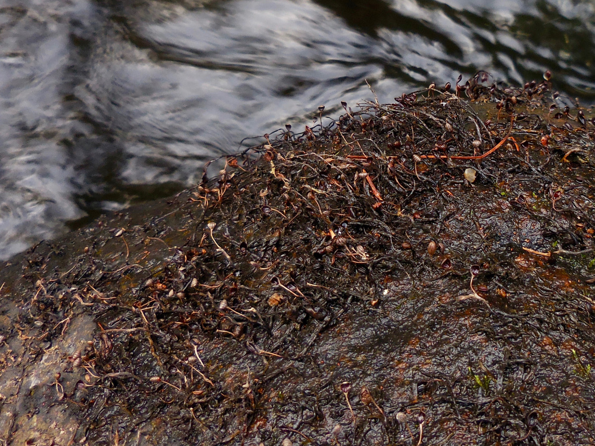 Burger's Onion: Podostemum ceratophyllum