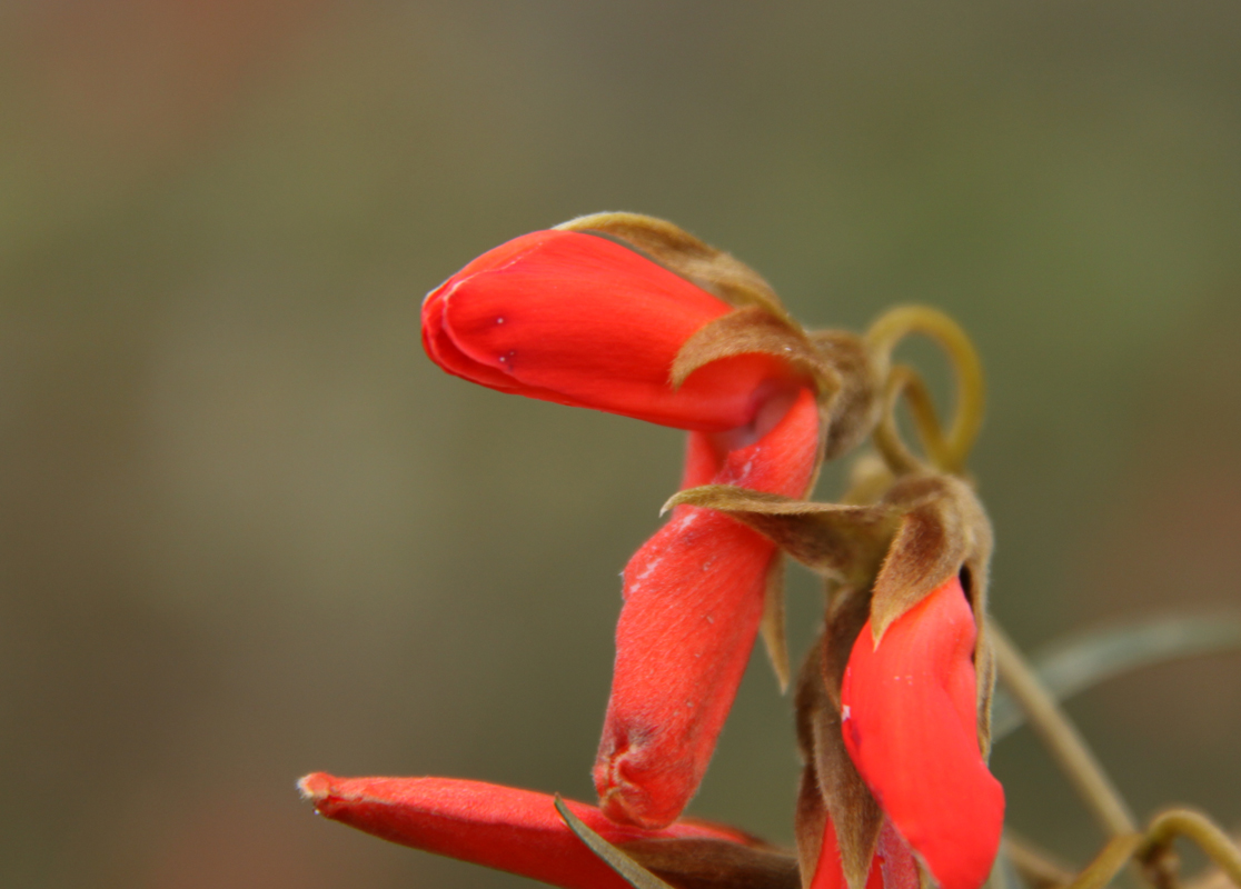 Fabaceae - Leguminosae no Brasil: Papilionoideae