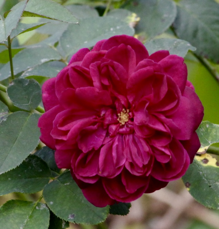 Poetry Sunday: One Perfect Rose