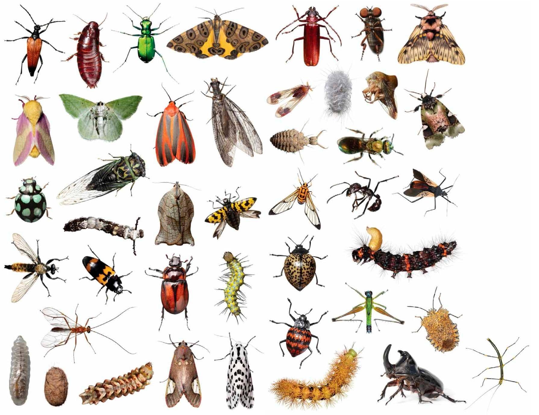 La nueva Ilustración Evolucionista / The new Evolutionary Enlightenment ...