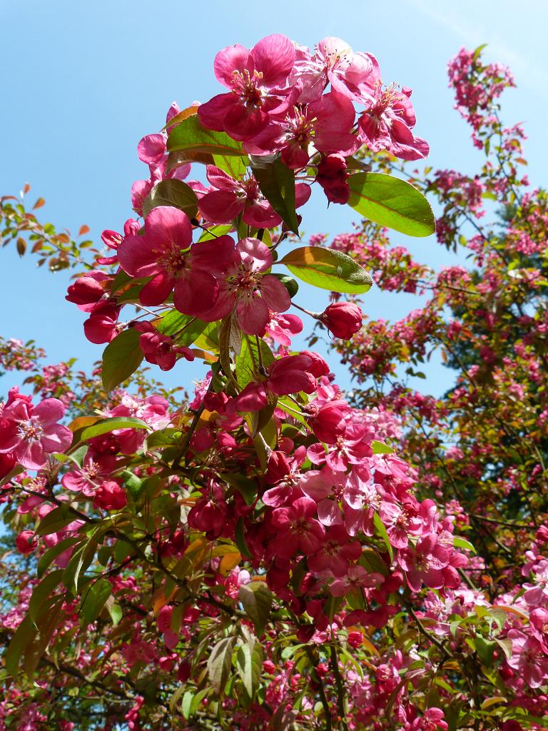 Les Pins Noirs: Malus Van Eseltine, Prairie Fire ou Liset...