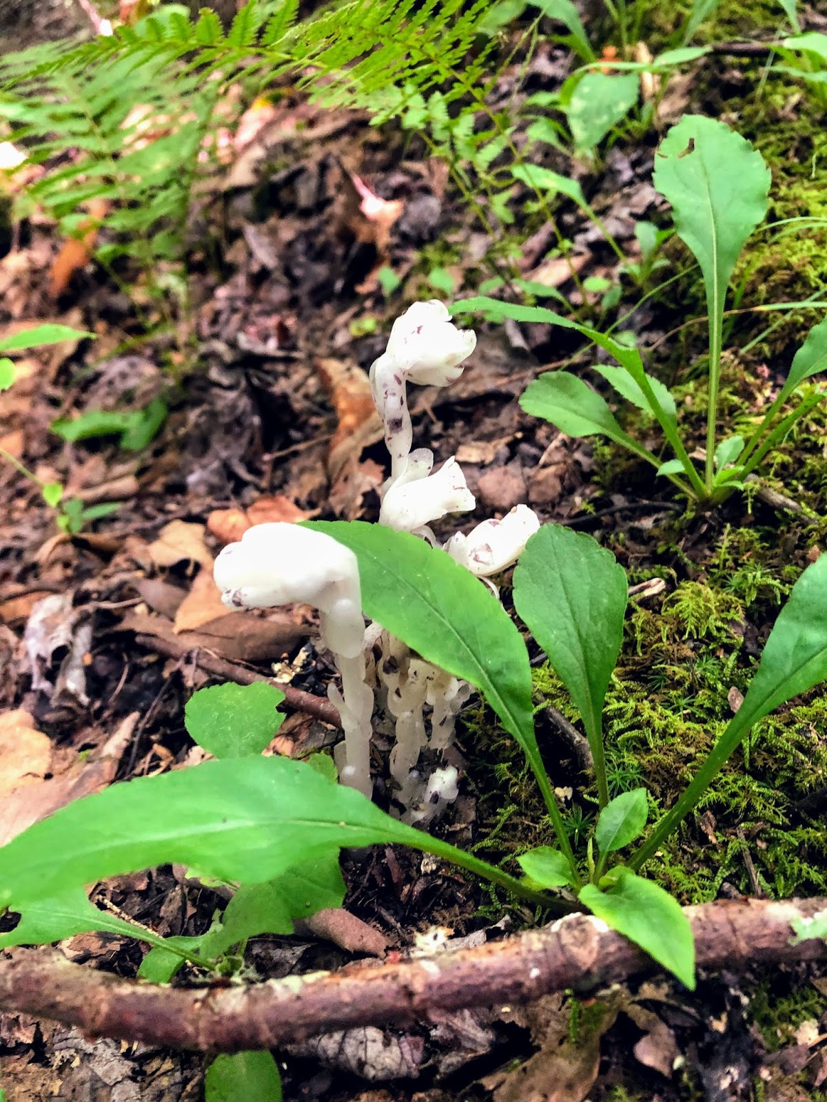 900 miles: Kanati Fork - Thomas Divide Trails