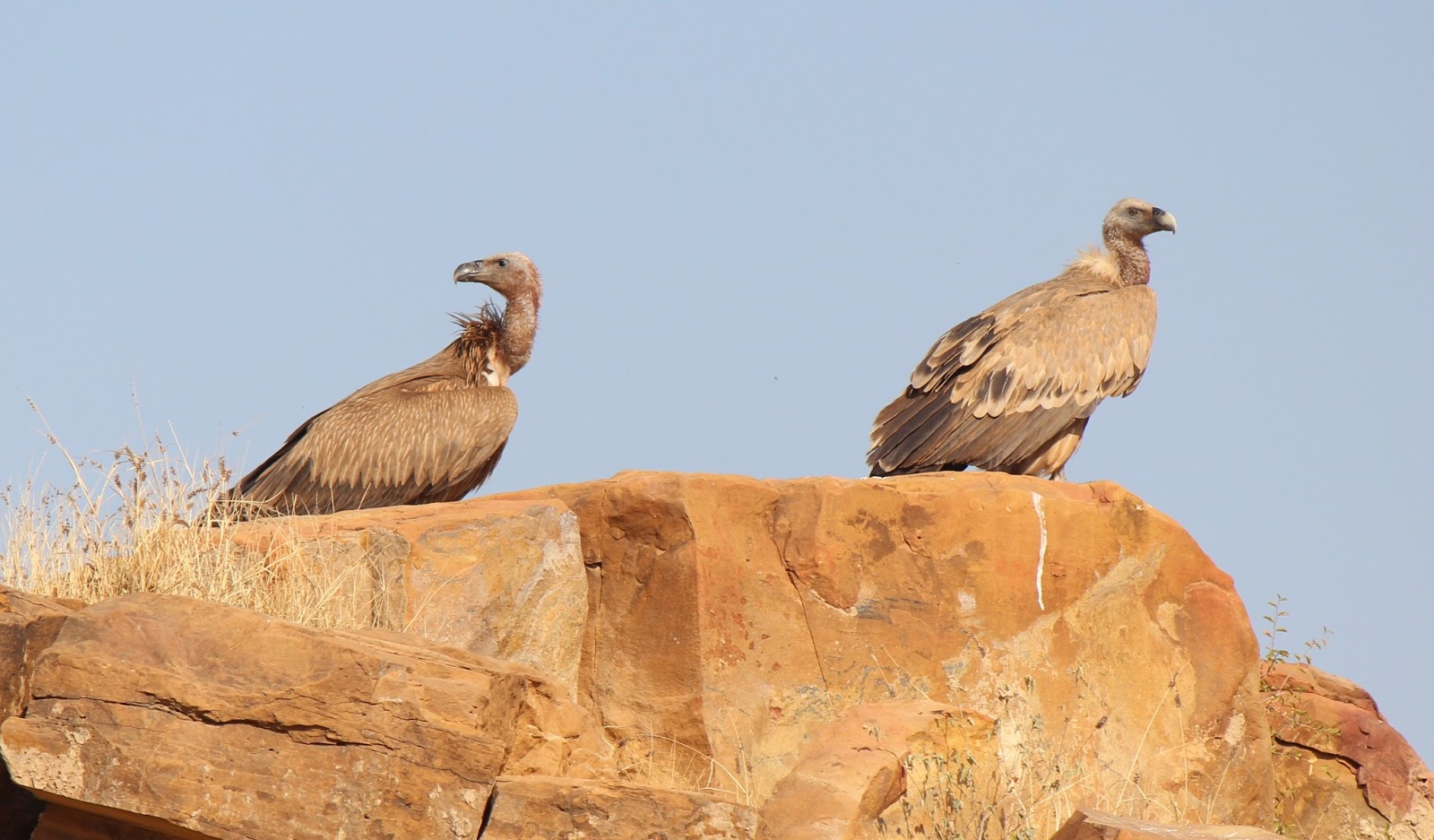 Birding Goa: Birds of Prey found in goa