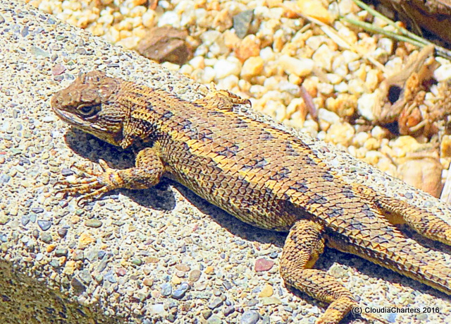 Comfort Spiral: Critter Cousins