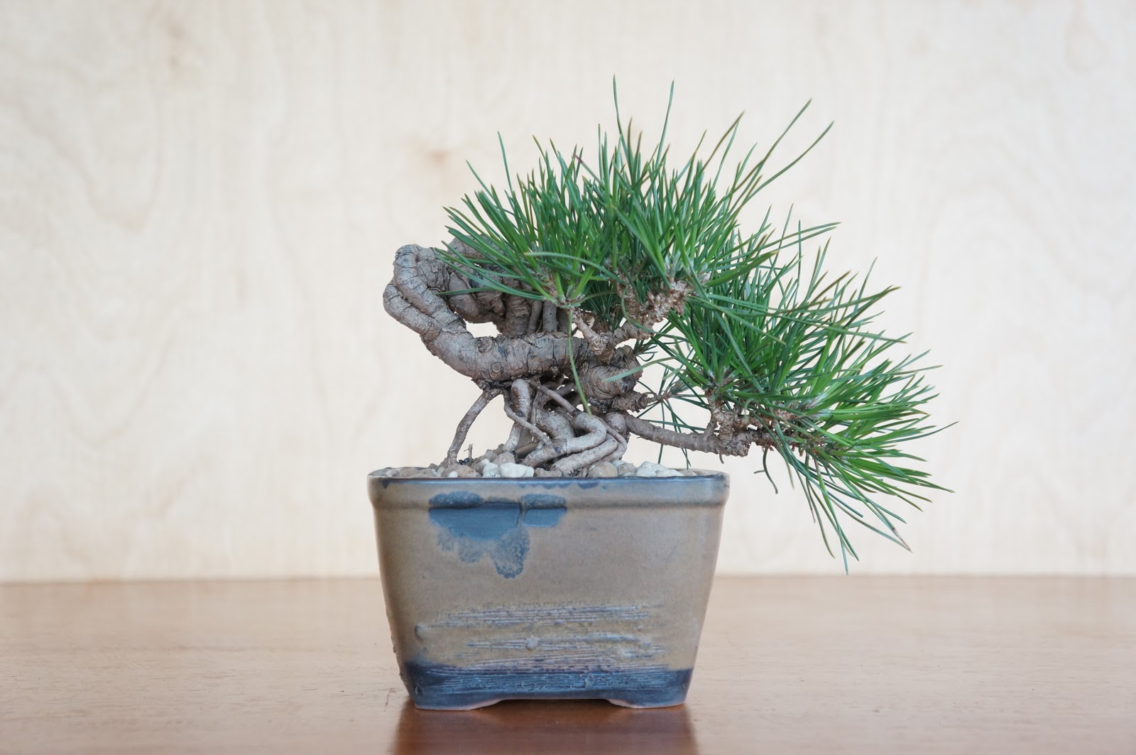 Pinus Thunbergii Neagari Shohin