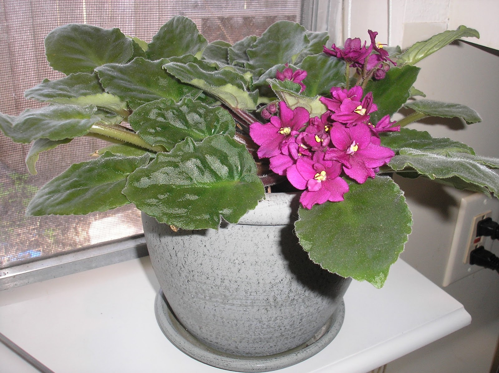 Mike's Apartment--Backyard Garden Blog: Propagating African Violets for ...