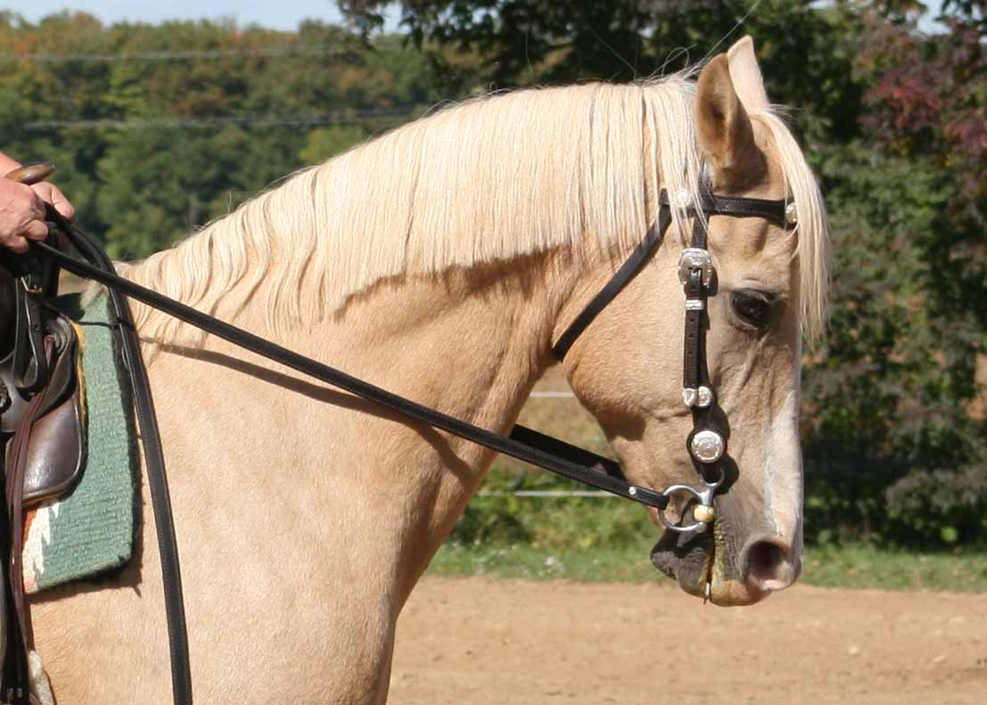 Elaine Ward Western Dressage: Correct Hand Position
