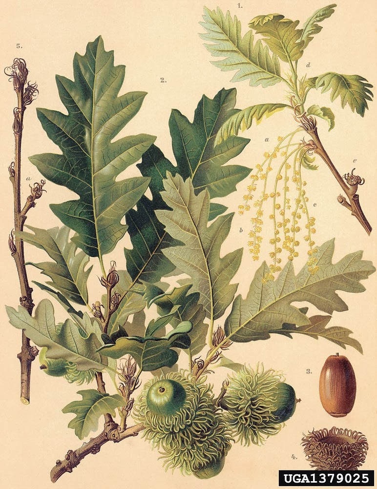 Trees Planet: Quercus cerris - Turkey Oak