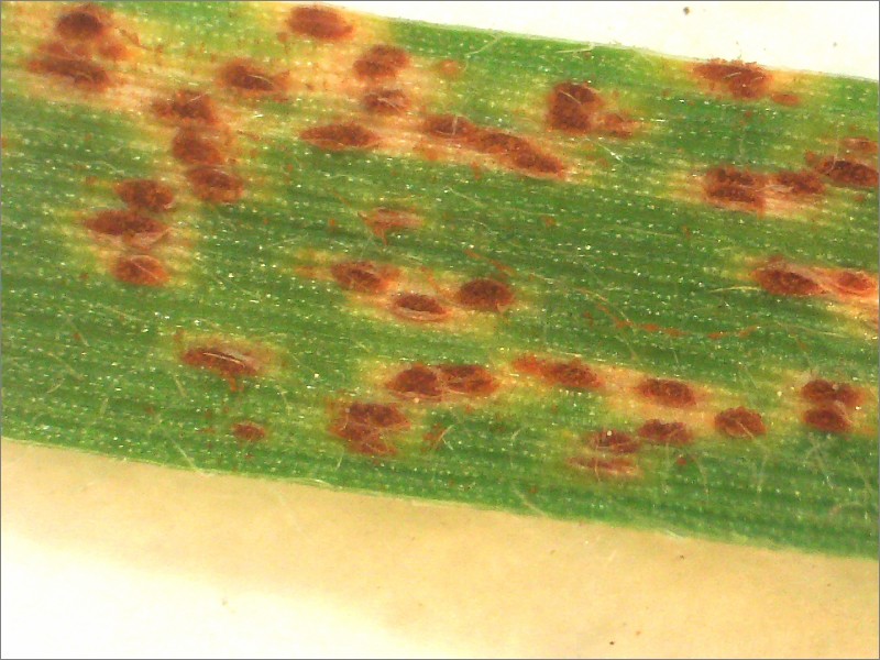 Misidentifying Fungi: May 2020