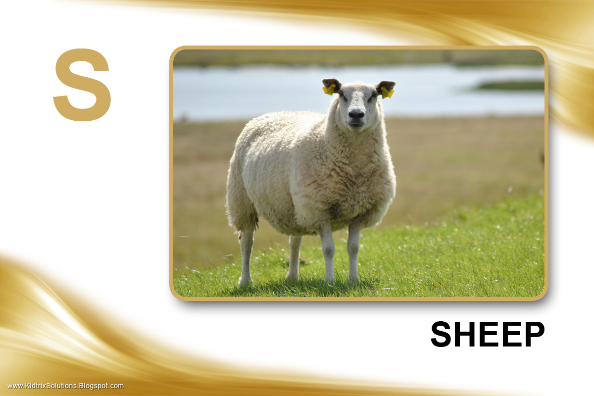 Kidtrix: Animals - ABC