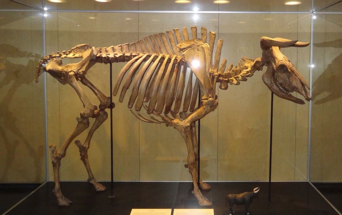 The Breeding-back Blog: Comparing an aurochs skeleton to a domestic bull