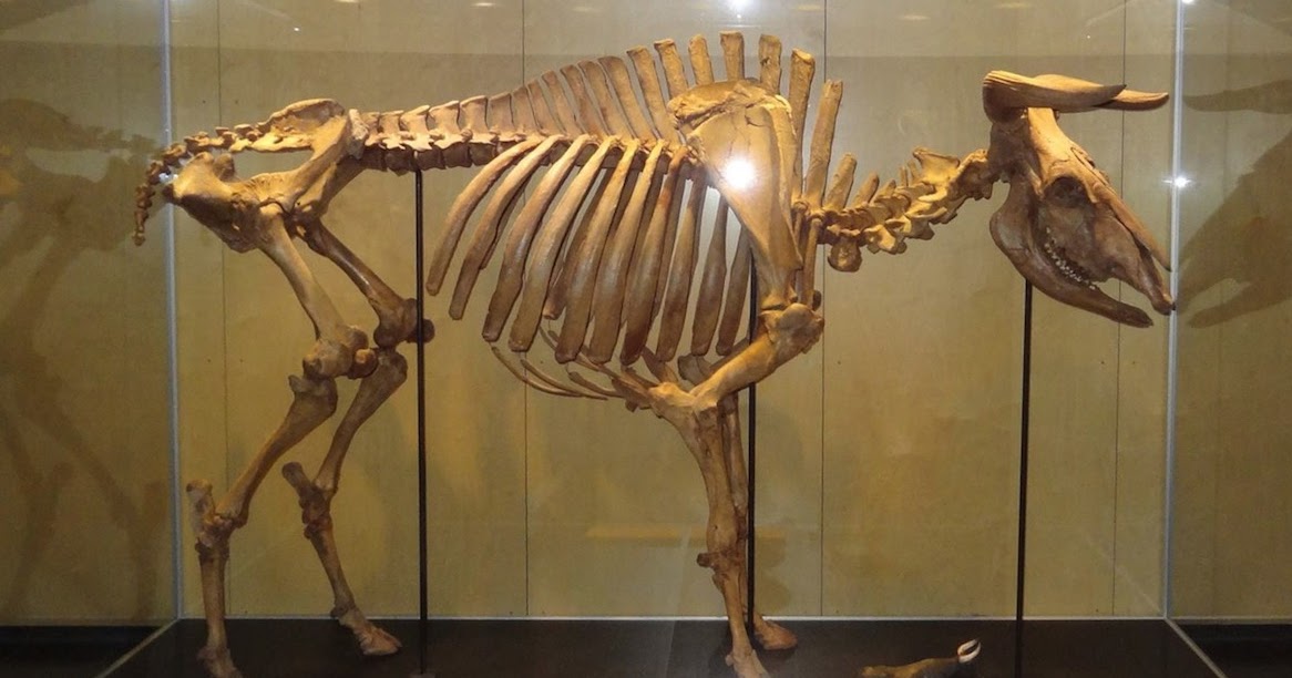 Gaur Skeleton