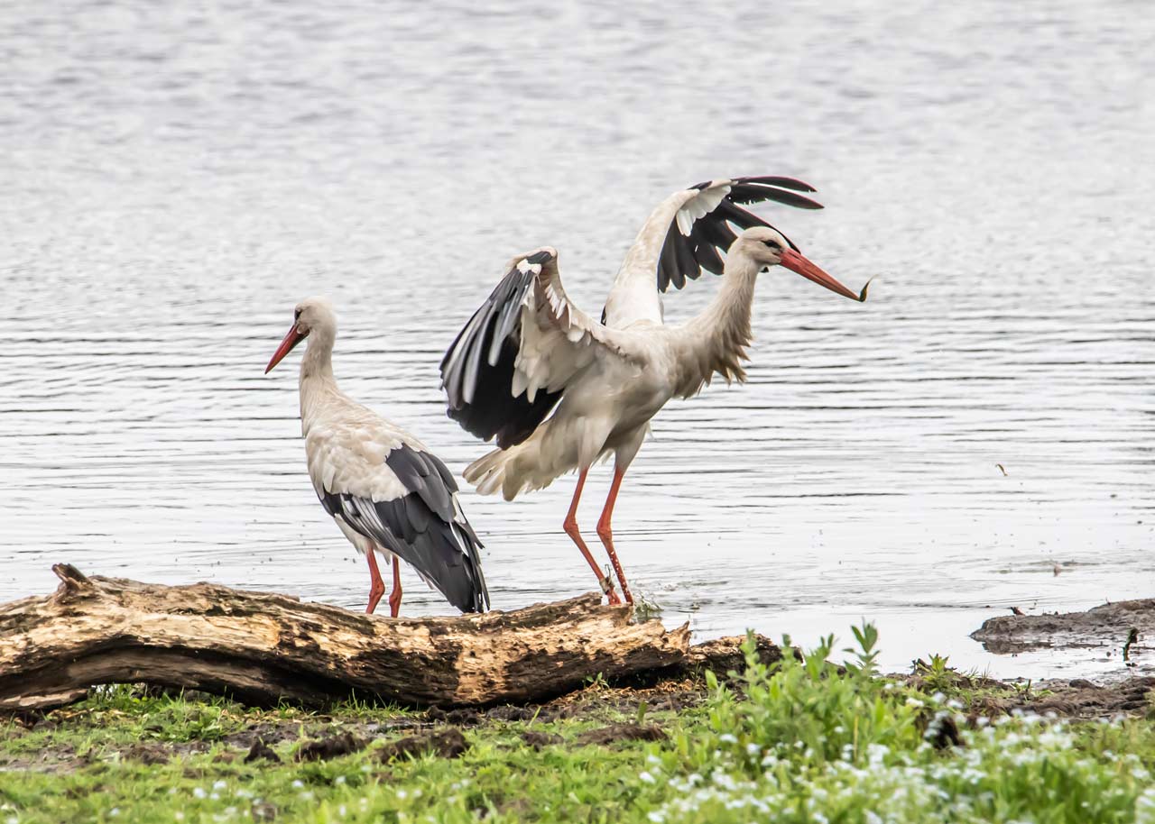 Fuglefoto: Hvid Stork. Præstesø - Værløse