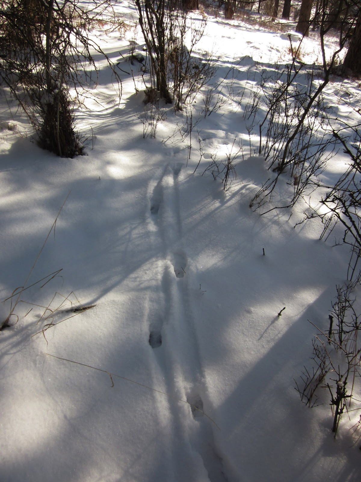 Letters from Shenanigan Valley Idaho: Old Paths