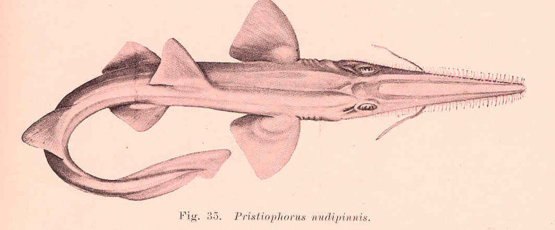 Artes de Pesca: VAMOS A PESCAR TIBURONES Prologo (A)