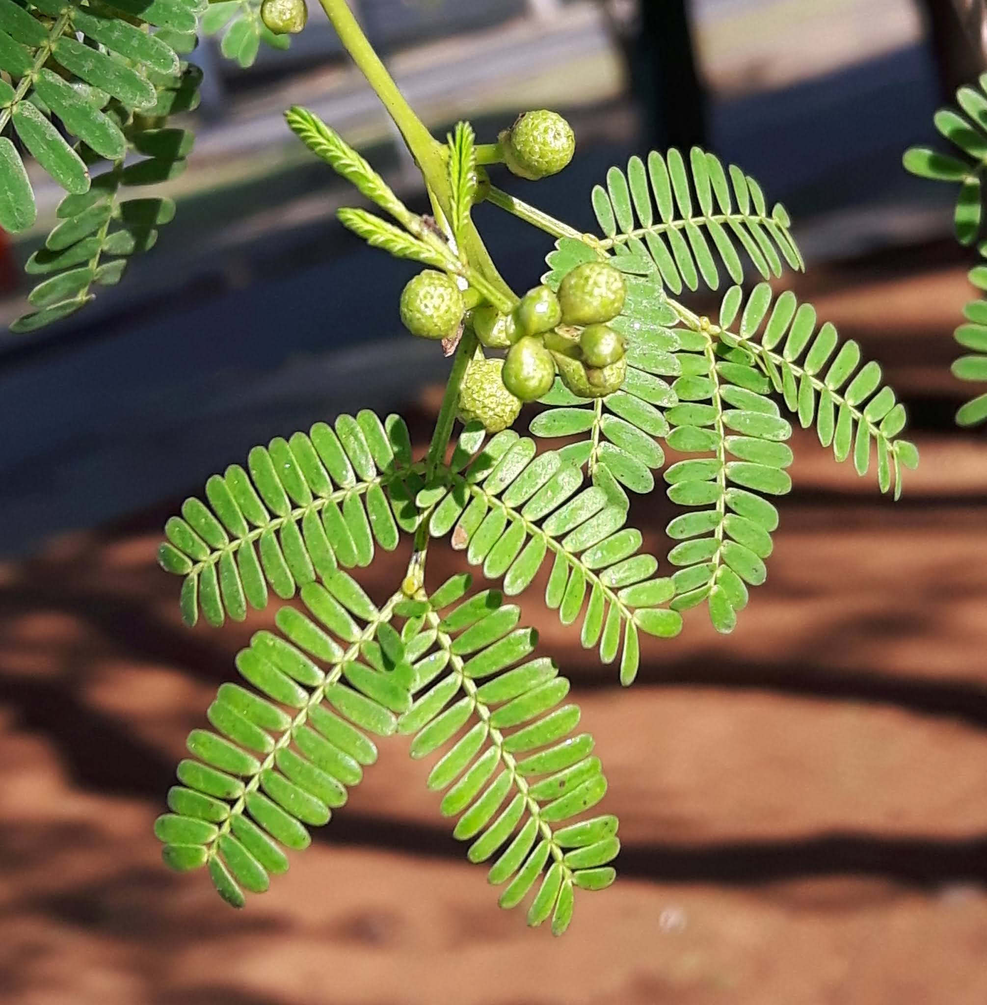 Fabaceae - Leguminosae no Brasil: Vachellia