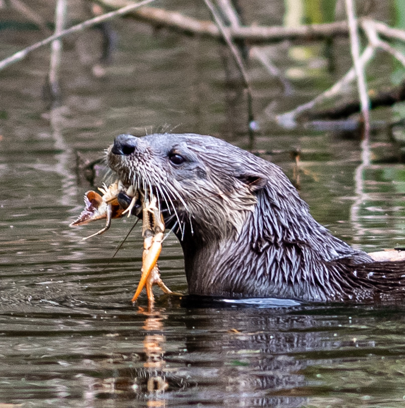River Otters Sliding