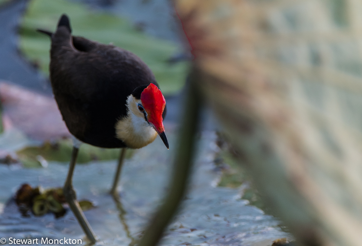 Paying Ready Attention - Photo Gallery: Wild Bird Wednesday 405 - Comb ...