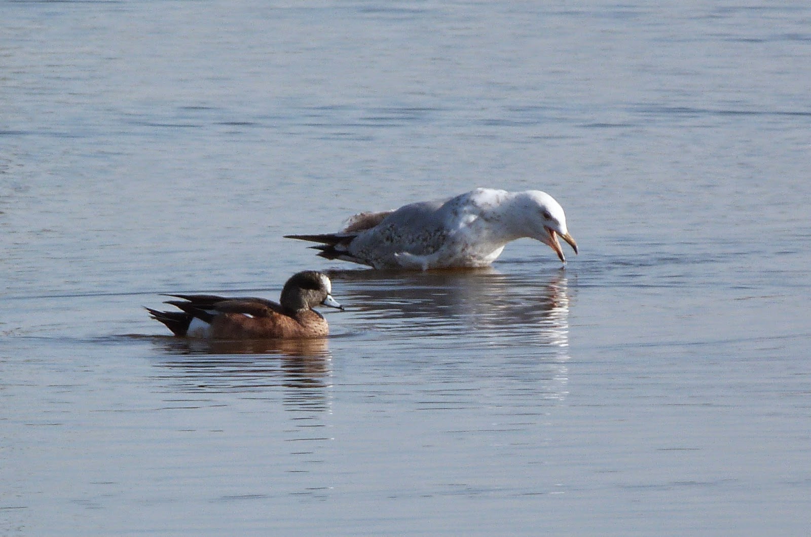 CityBirding: American Wigeon