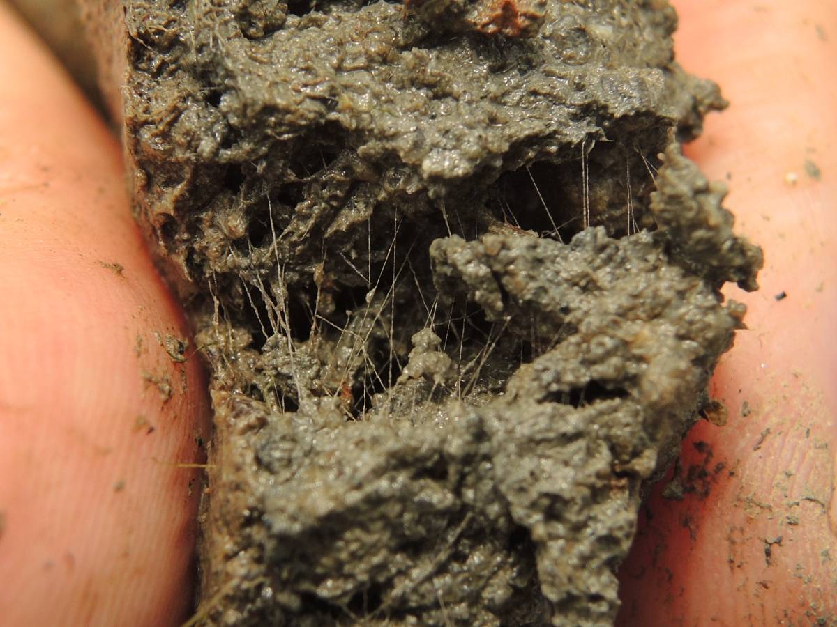 Queensland Coast: The Life of Biting Sandflies