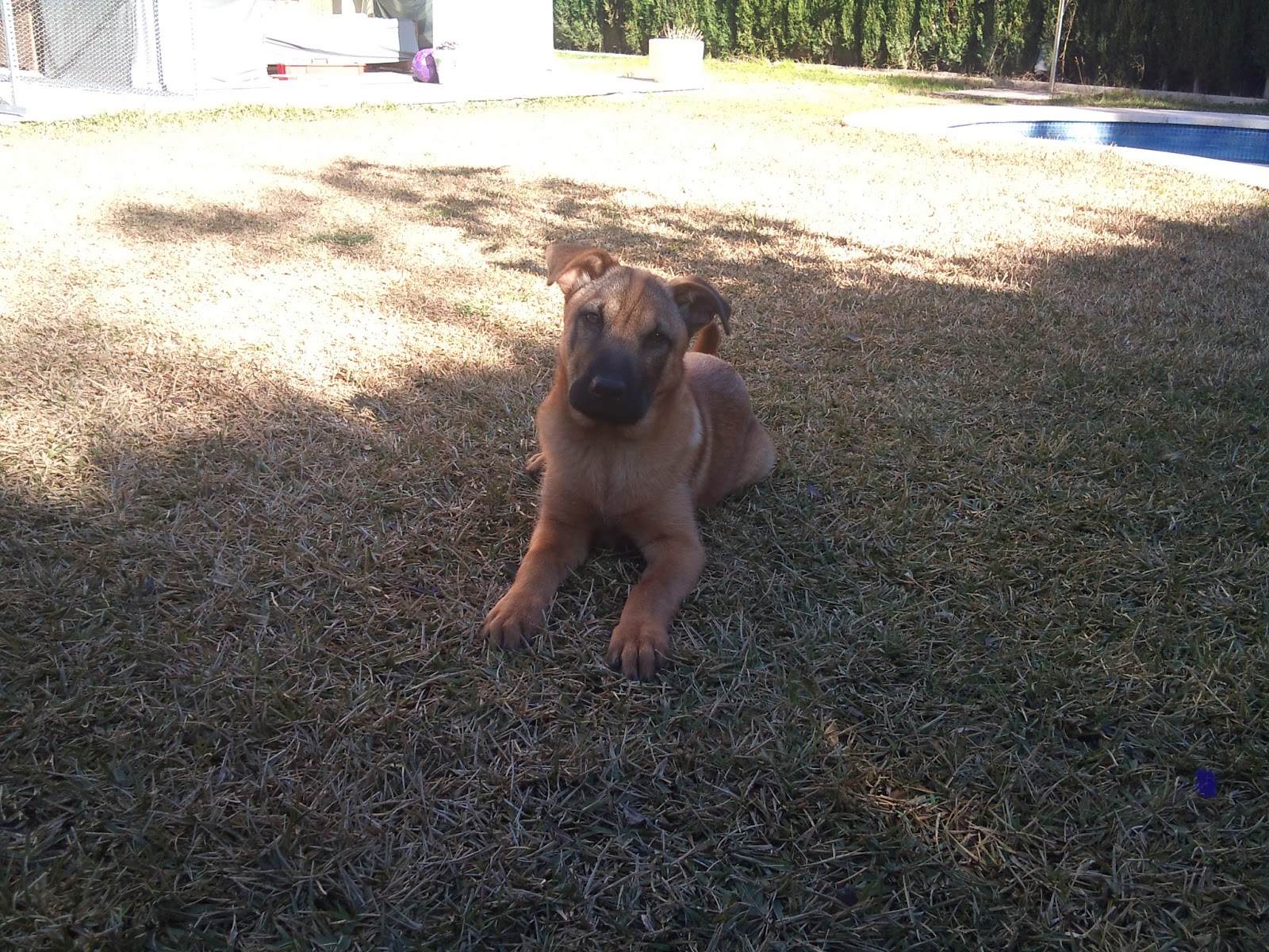 EL PERRO MAS... DEL MUNDO: LA VIDA DE ROCO