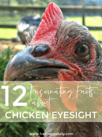Do You See What I See? 12 Fascinating Facts about Chicken Eyesight ...