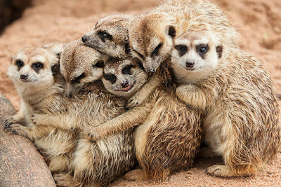 Letters for George: MEERKAT POEMS