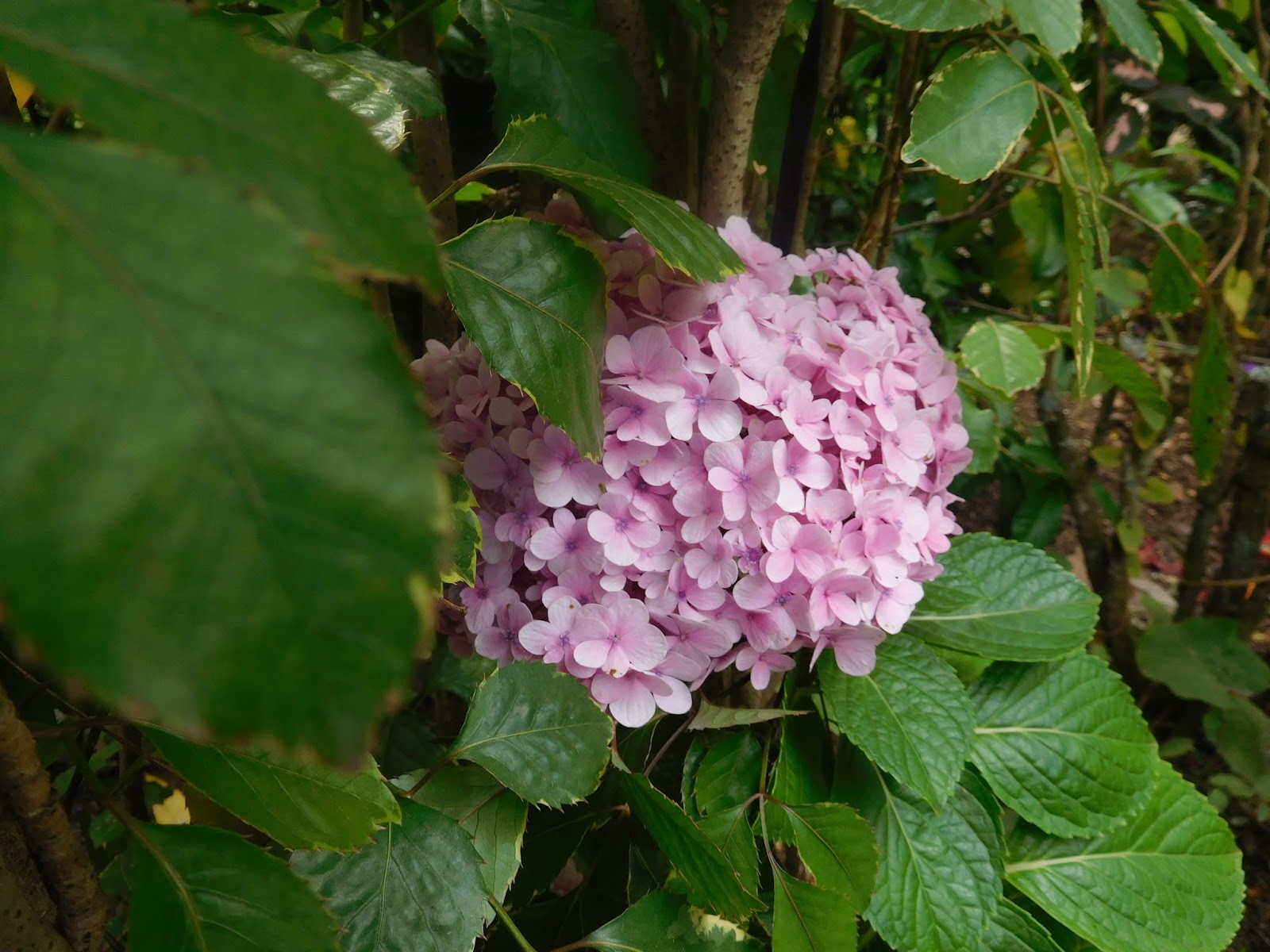 Scott and Michelle's Mission Blog: Monday, January 9, 2017 to Sunday ...