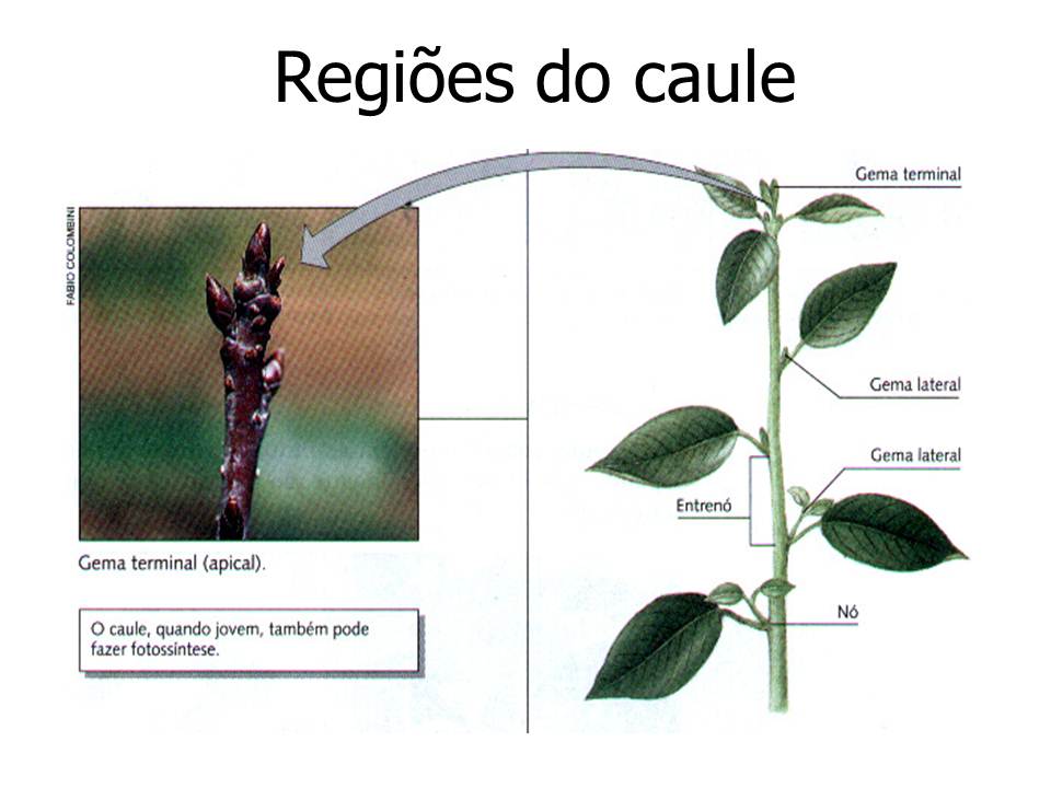 BIOLOGIA NA VIDA: CAULES DAS ANGIOSPERMAS