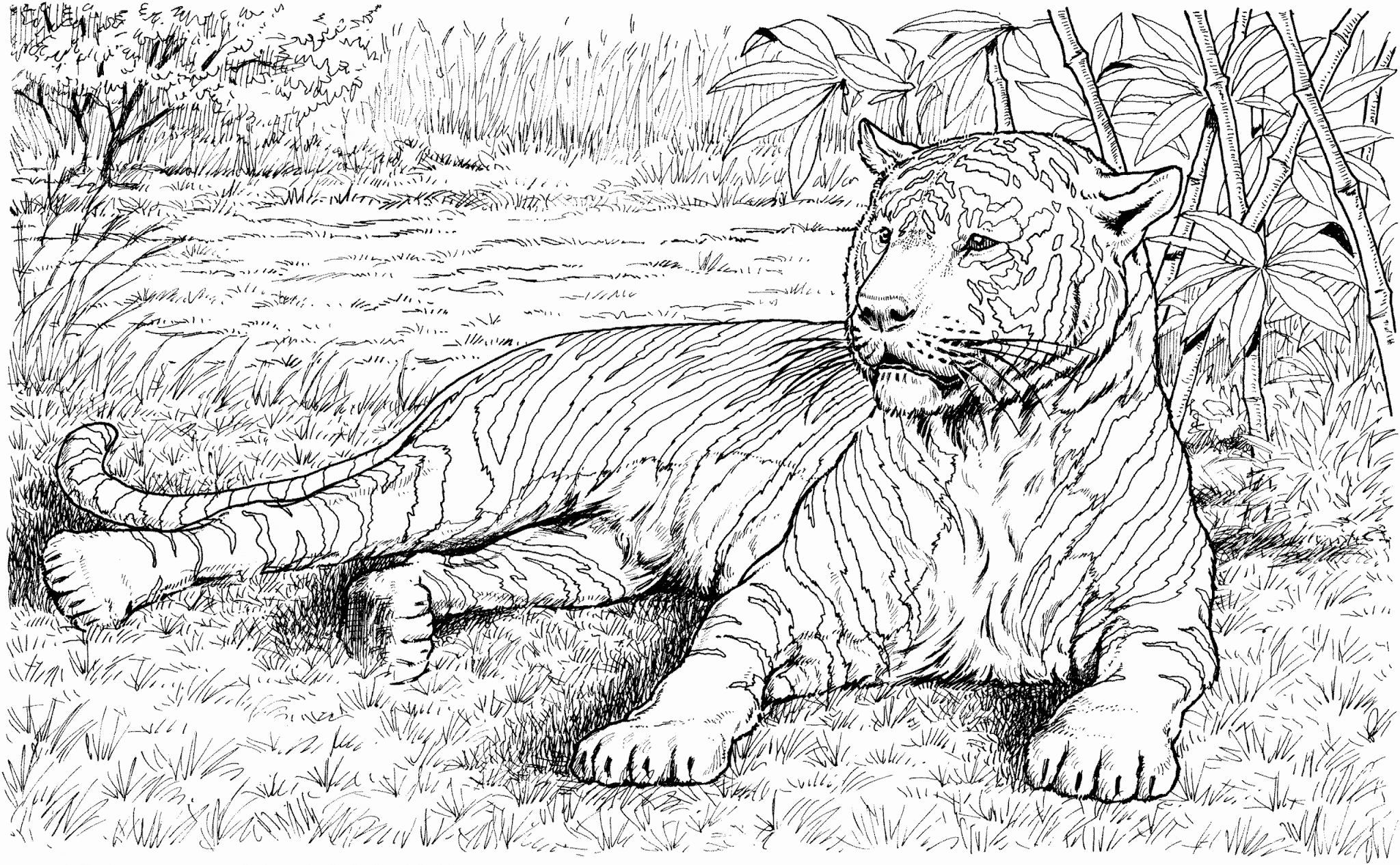Wildlife Coloring Pages Rainbow Coloring wildlife-coloring-pages-rainbow-coloring