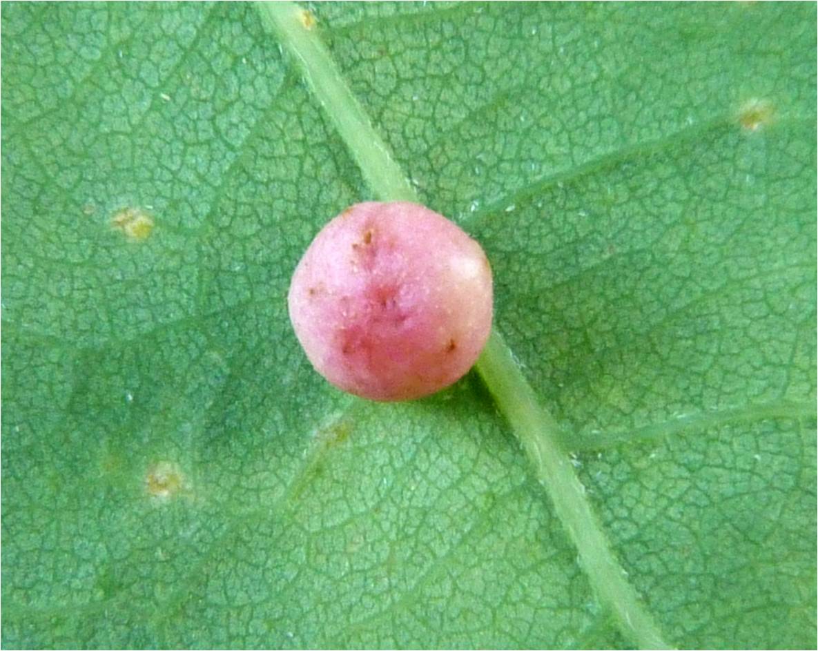 Insects of Scotland: Galls/Leaf-miners