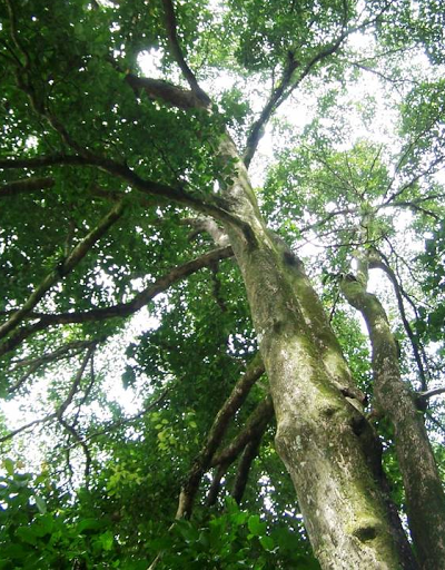 Mengenal Pohon Rasamala (Altingia excelsa Noronha) - Referensi Tani ...