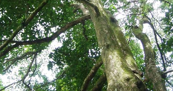Mengenal Pohon Rasamala (Altingia excelsa Noronha) - Referensi Tani dan ...