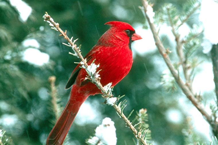 TOTEM CARDINAL ROUGE