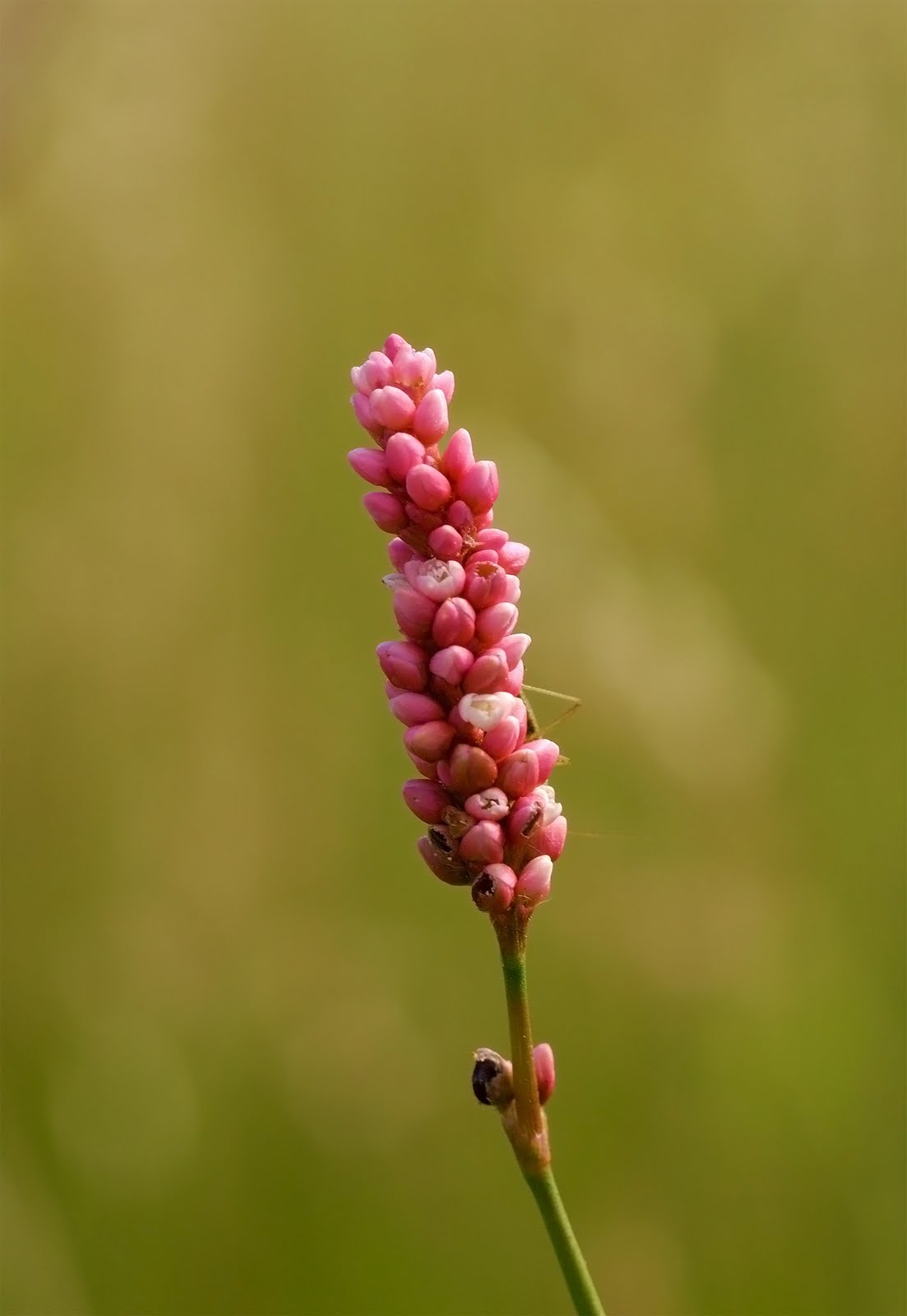 Scottish Wildlife Blog: Pappert Hill, West Dunbartonshire