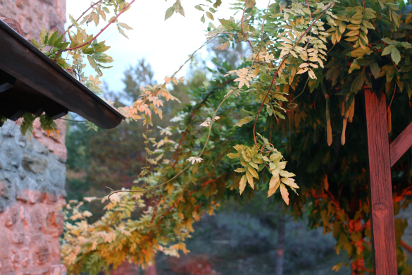 Training our Wisteria: DIY PVC Pipe Garden Arbor | 17 Apart