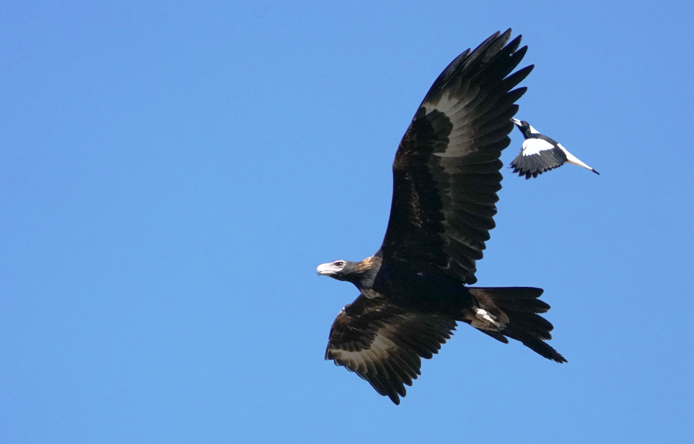 Wedge Tailed Eagles Catch A Kangaroo