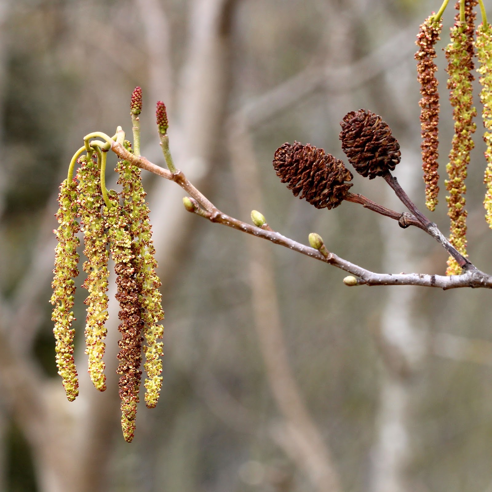 TrogTrogBlog: Alder flowers