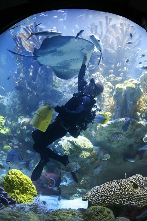 Giant Ocean Tank Divers Blog