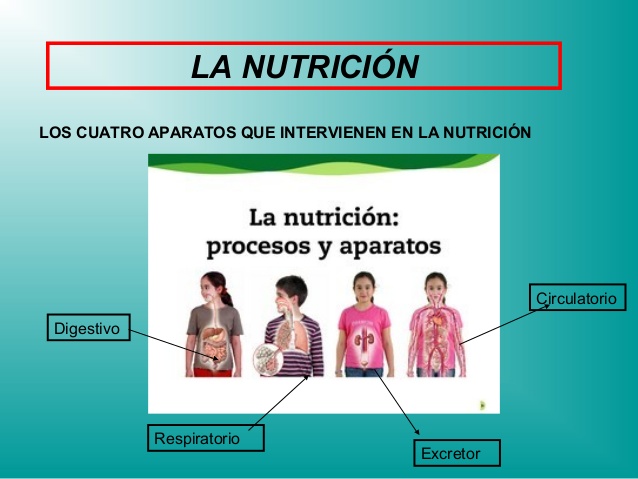 El blog de 6ºC: La nutrición I: aparatos y organización del cuerpo humano