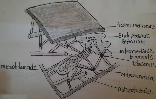 Cytoskeleton - Definition, Structure, Functions and Filament Types