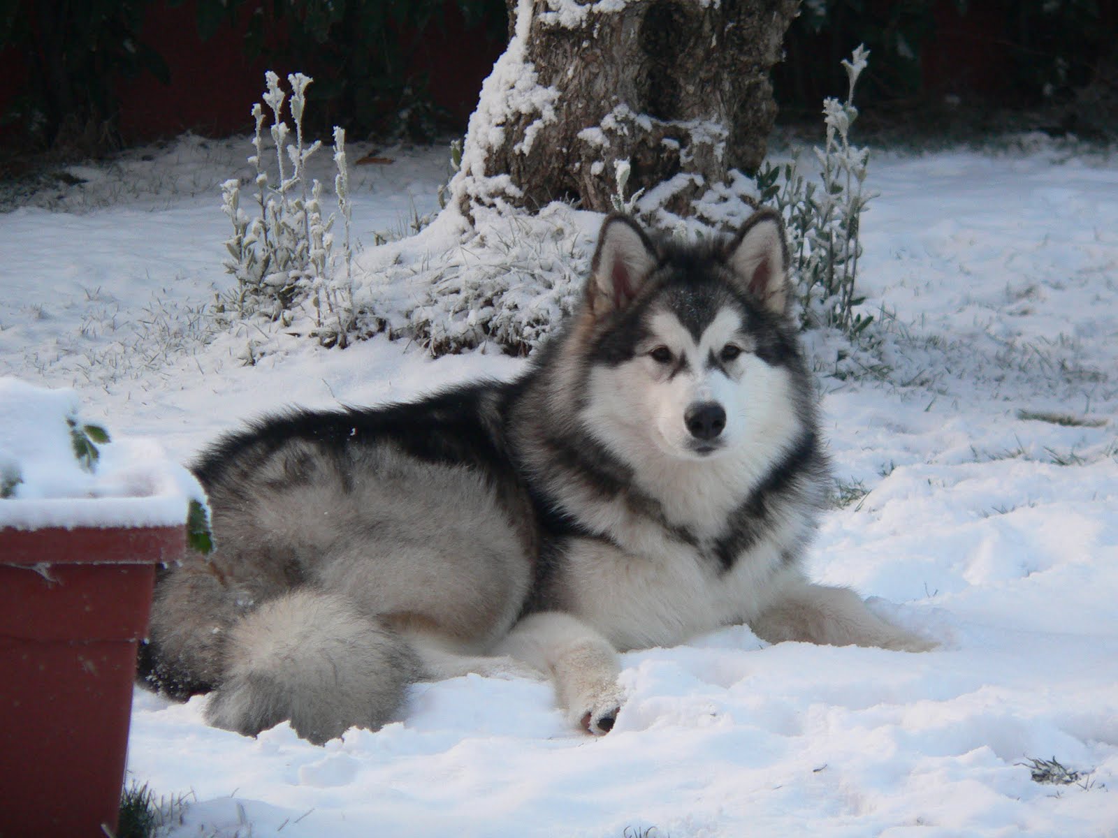 the alaskan malamute - Wallpapers Free